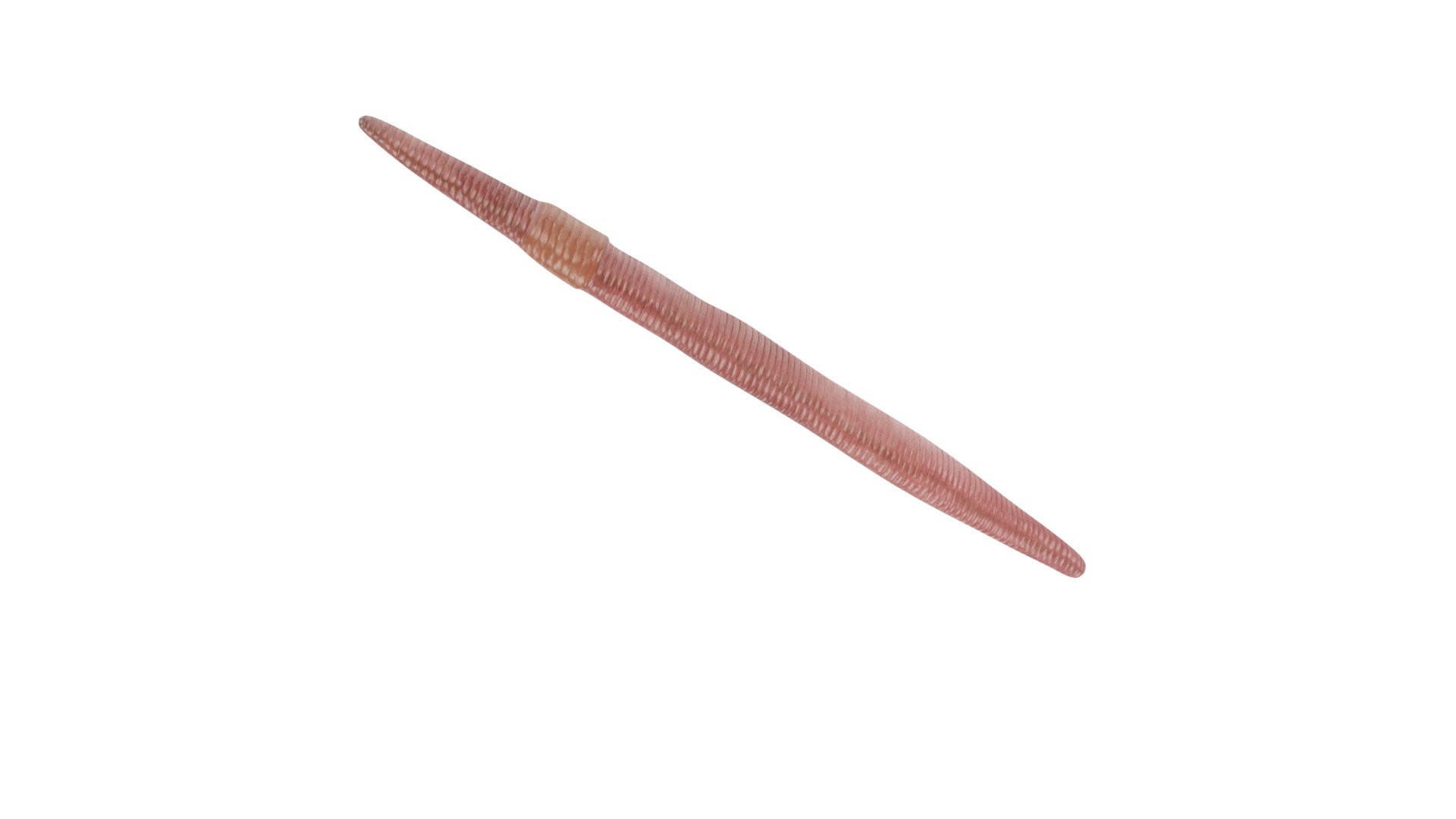 Straight Earthworm 3D Model - TurboSquid 1841825