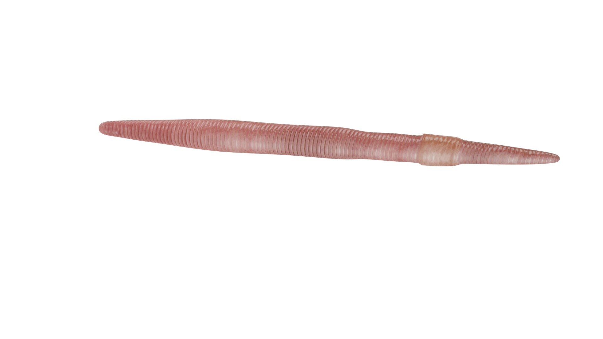 Straight Earthworm 3D Model - TurboSquid 1841825