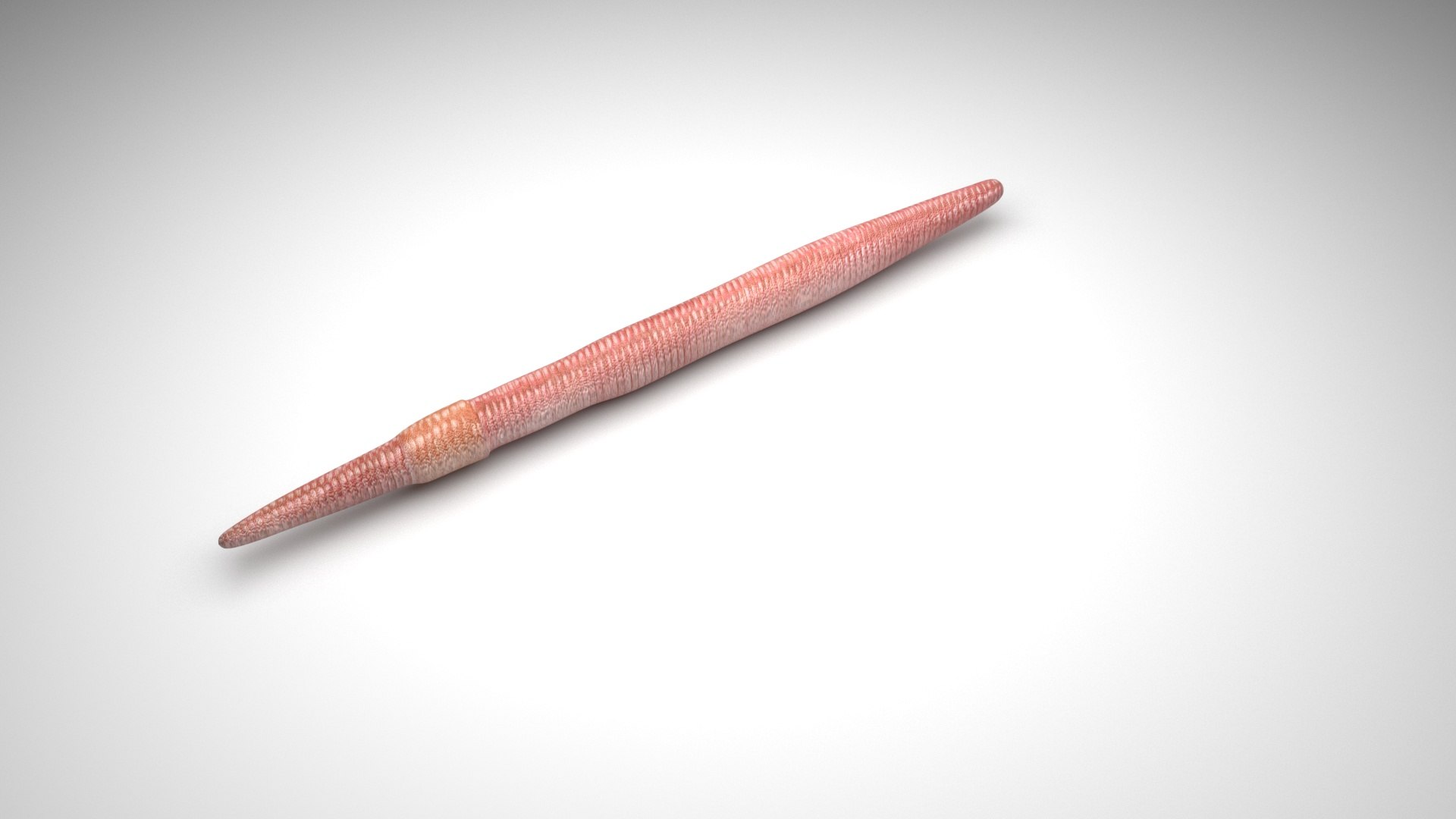 Straight Earthworm 3D Model - TurboSquid 1841825