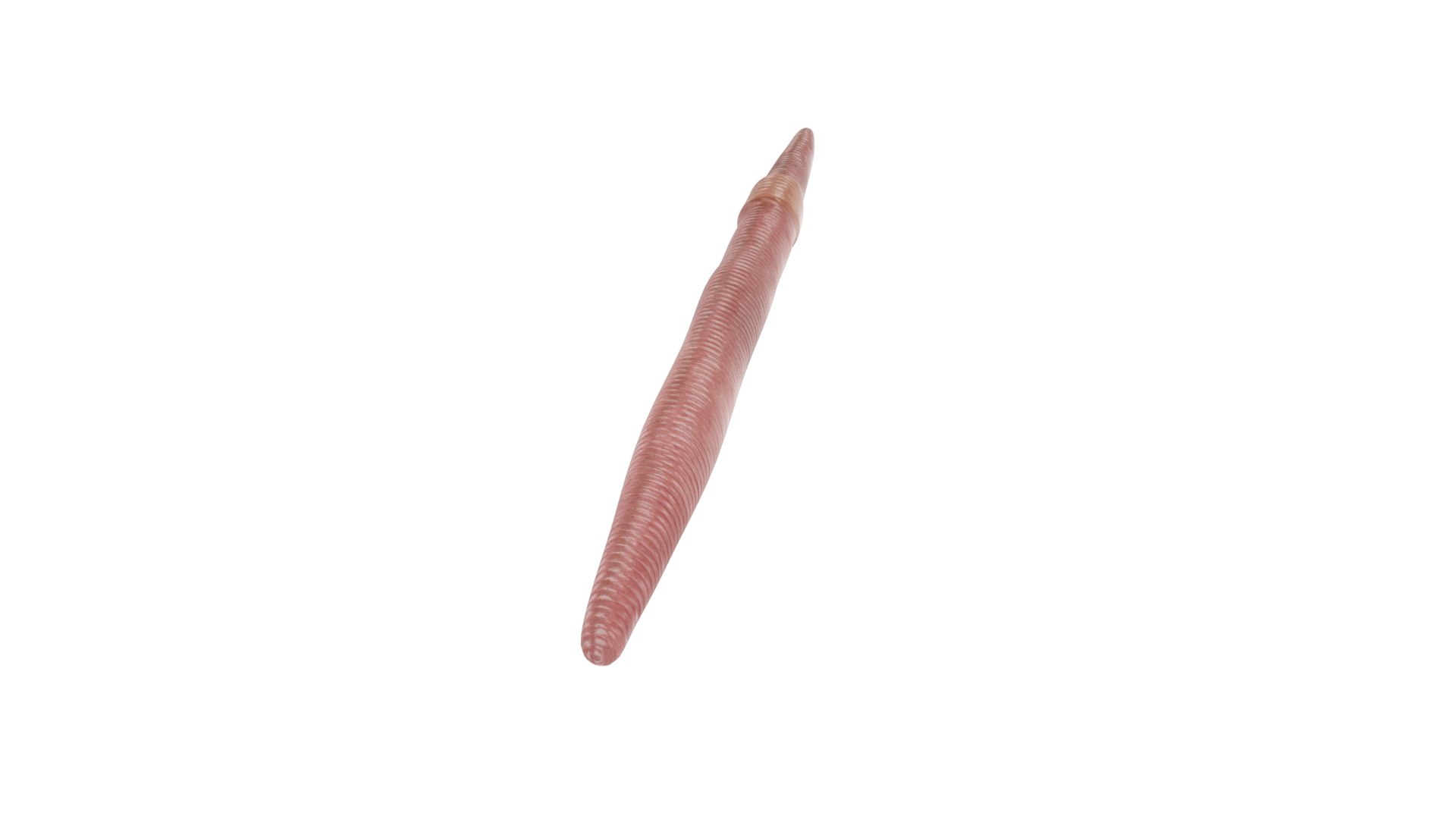 Straight Earthworm 3D Model - TurboSquid 1841825