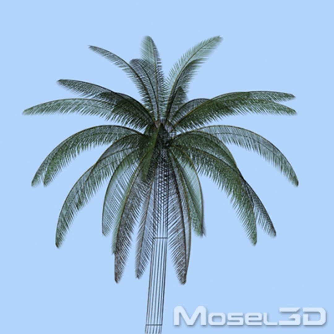 Palm Tree 3d Model