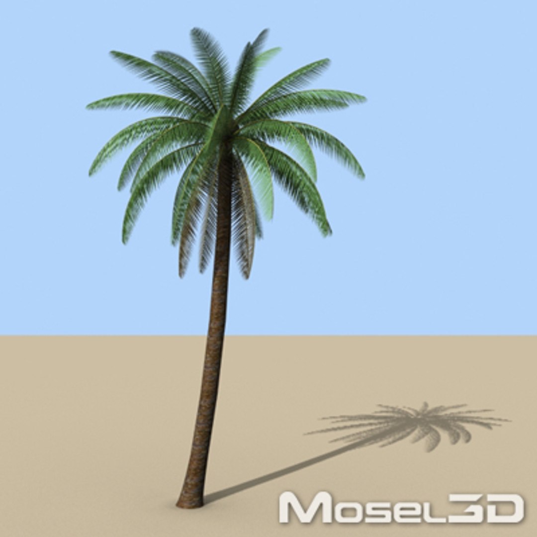Palm Tree 3d Model
