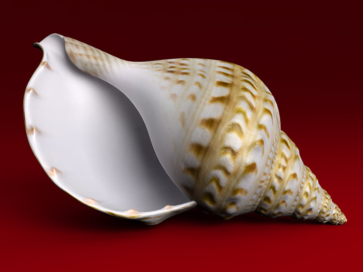Seashell Charonia 3d Obj