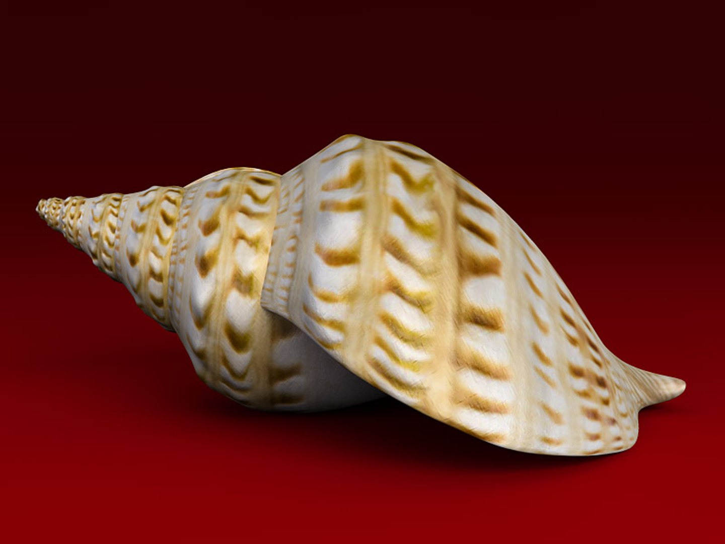 Seashell Charonia 3d Obj