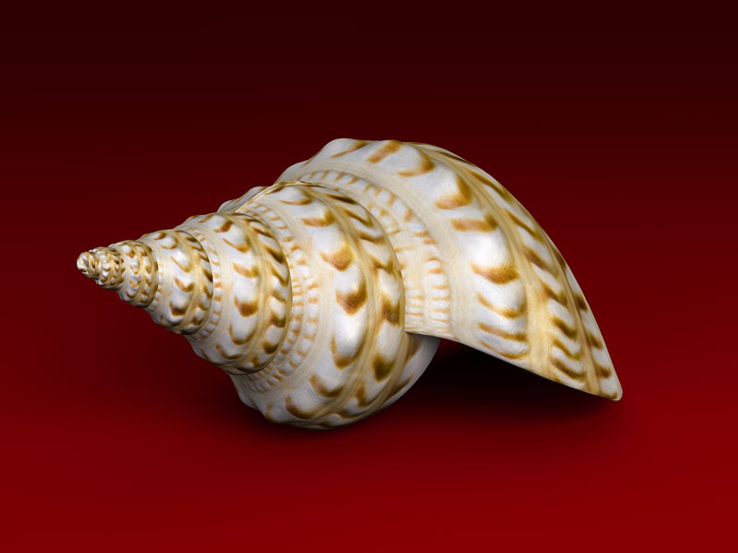 Seashell Charonia 3d Obj