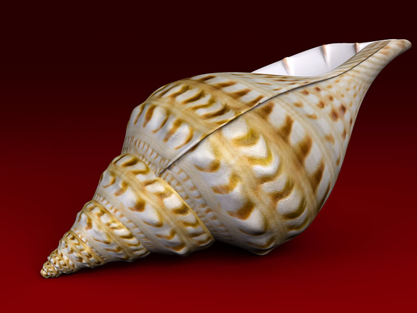 Seashell Charonia 3d Obj
