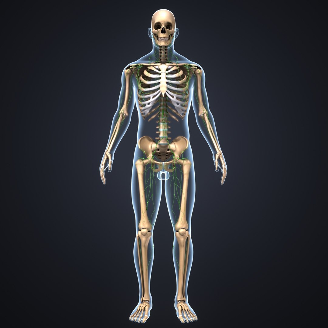 Body Skeleton Lymph Model - TurboSquid 1216989