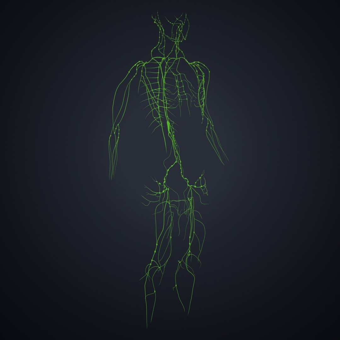 Body Skeleton Lymph Model - TurboSquid 1216989