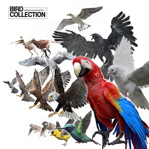 Rigged 3D Bird Scooter Stock Models For Download | TurboSquid