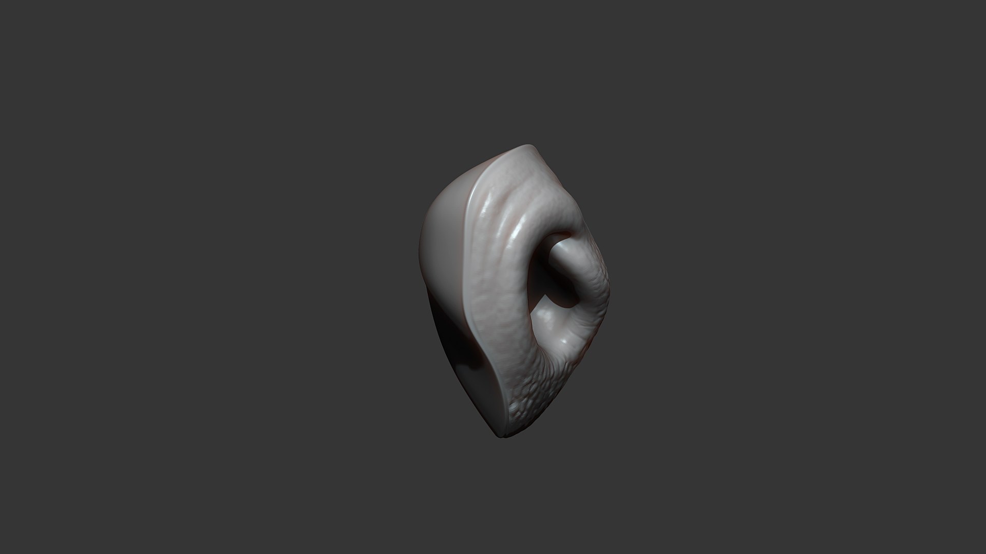 3D Bull Nose Highpoly Sculpt Model - TurboSquid 1809070