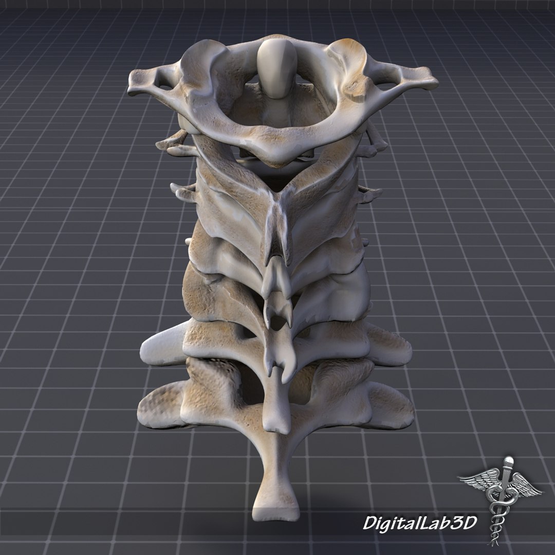 3d Model Human Cervical Vertebrae
