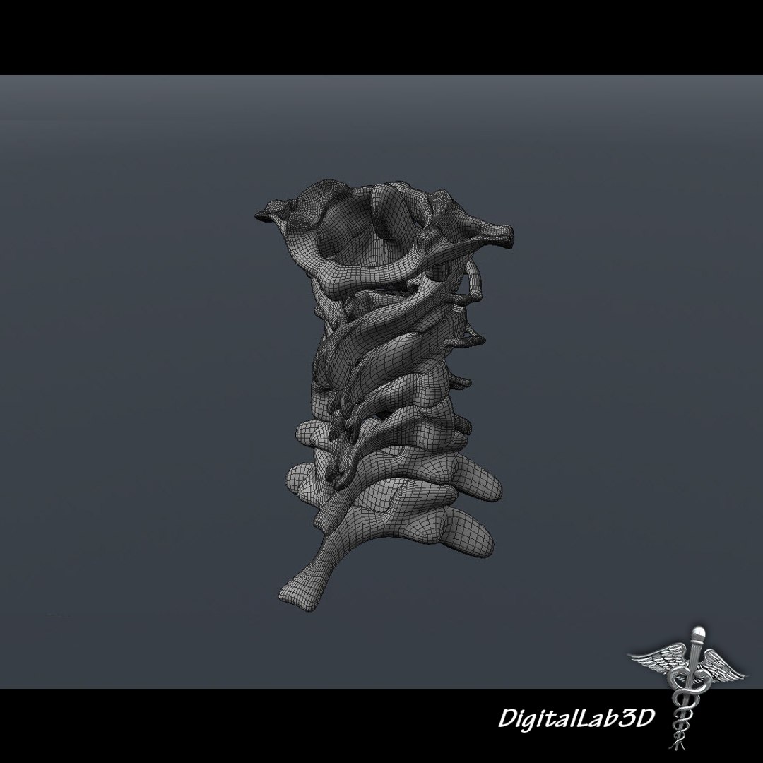 3d Model Human Cervical Vertebrae