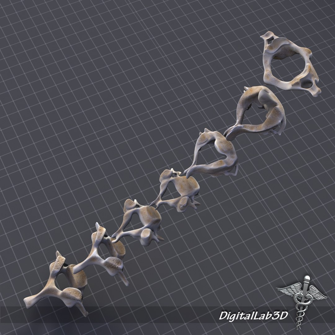 3d Model Human Cervical Vertebrae
