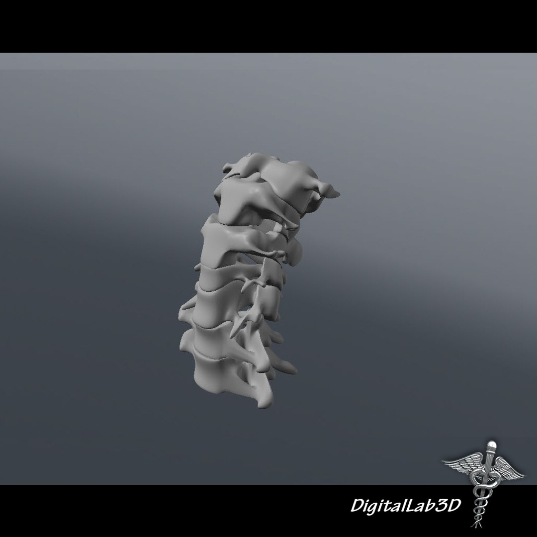 3d Model Human Cervical Vertebrae