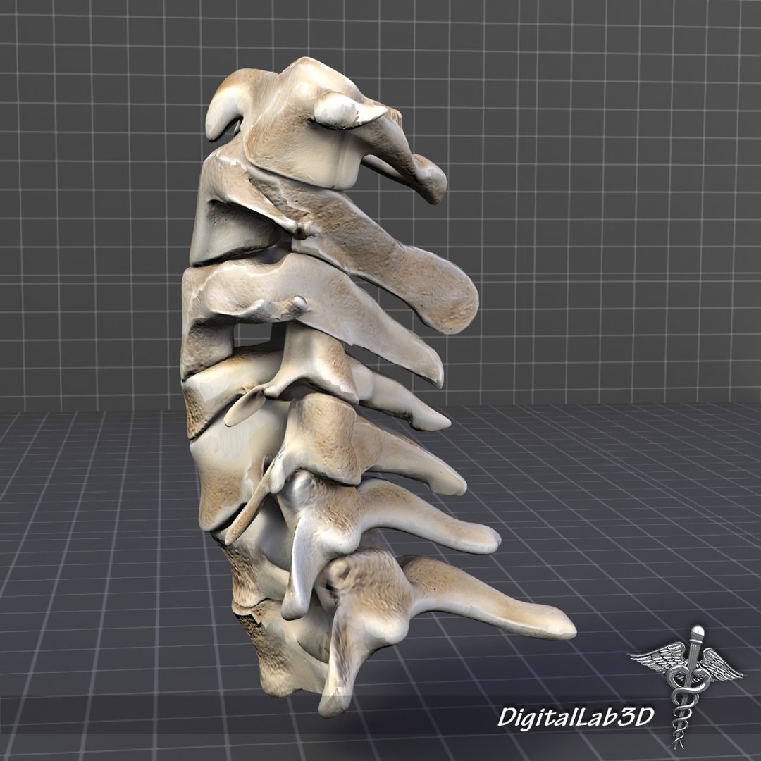 3d Model Human Cervical Vertebrae