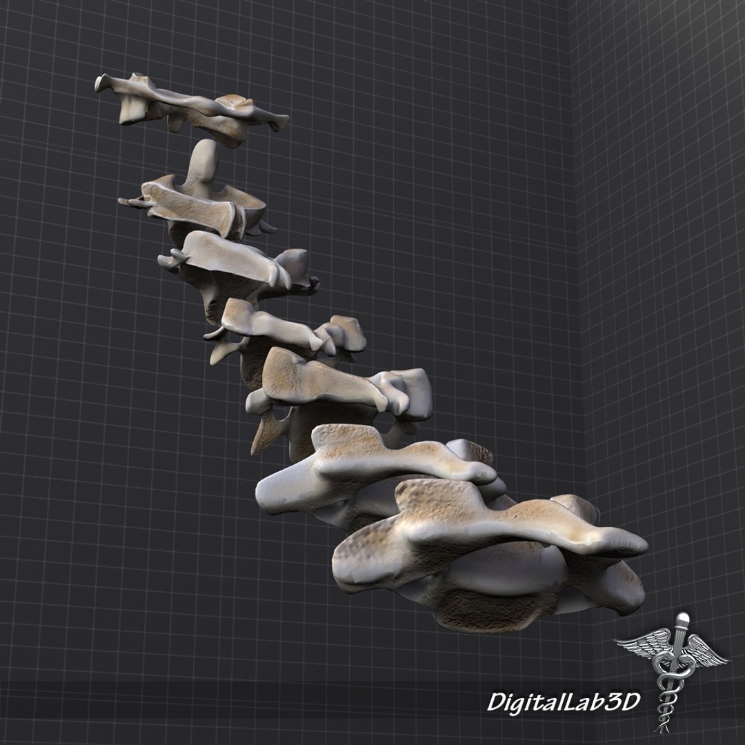 3d Model Human Cervical Vertebrae