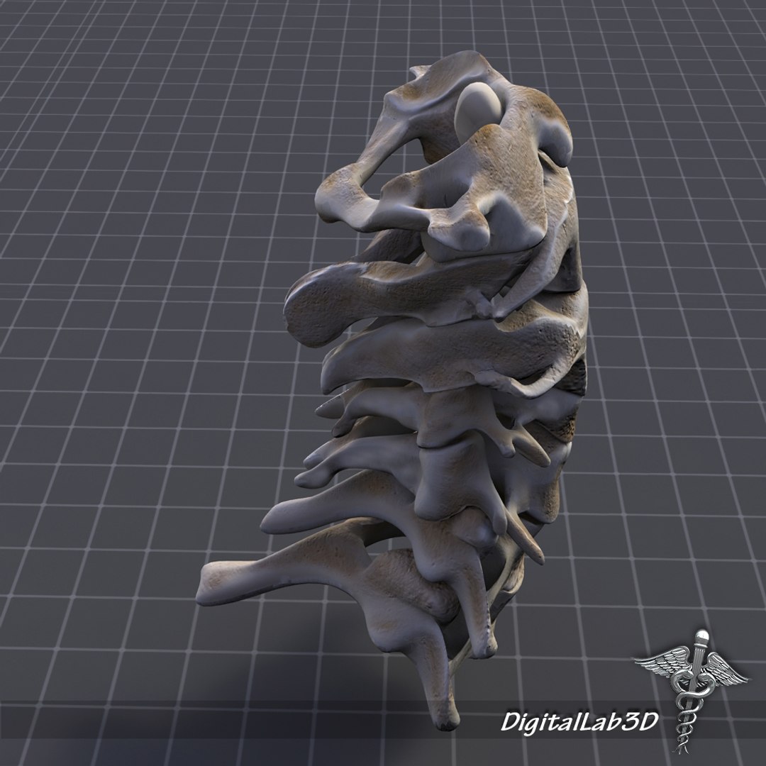 3d Model Human Cervical Vertebrae