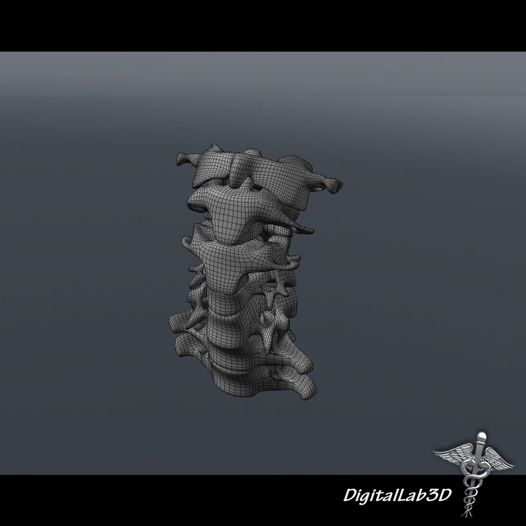 3d Model Human Cervical Vertebrae