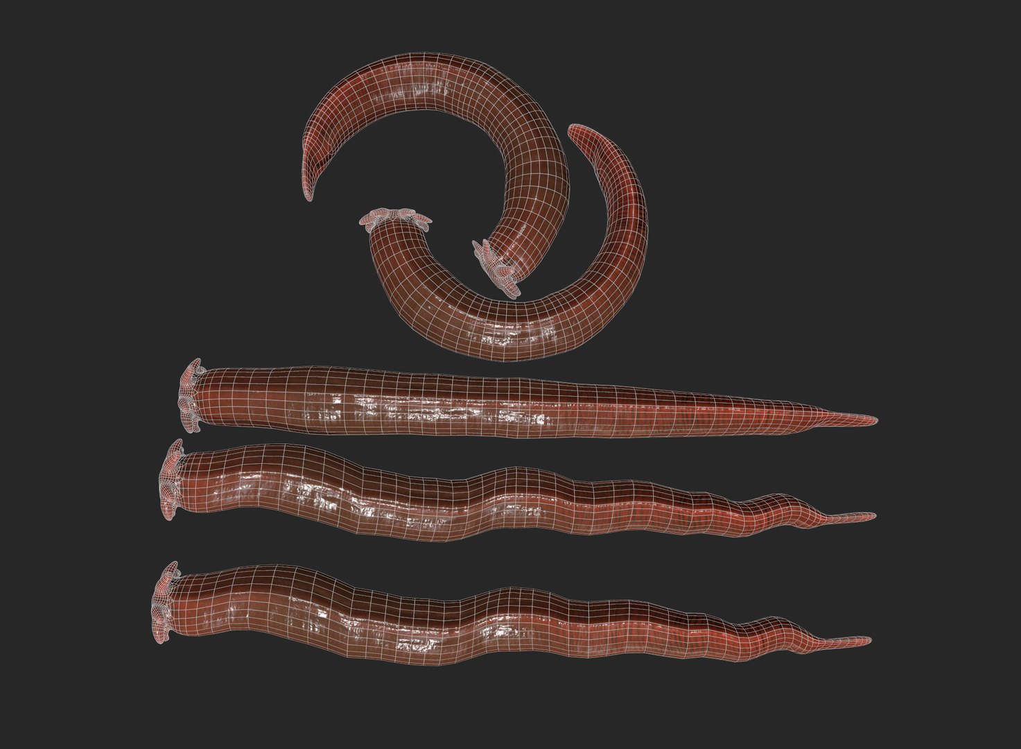 Hagfish Fish 3D Model - TurboSquid 1552225
