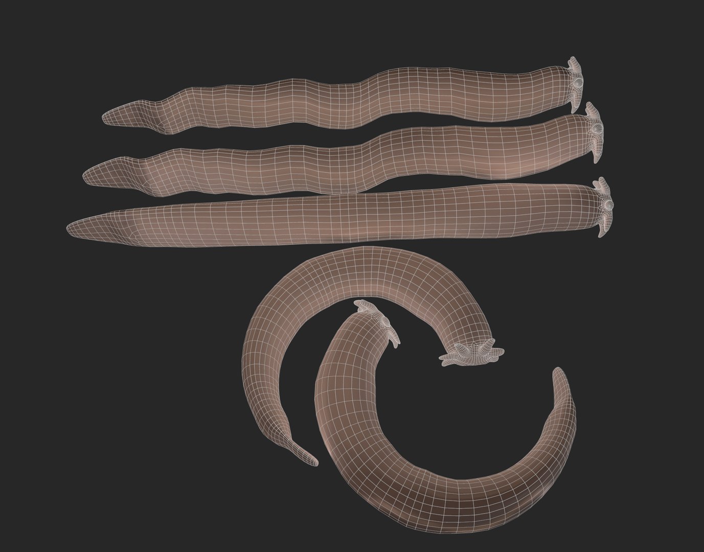 Hagfish Fish 3D Model - TurboSquid 1552225