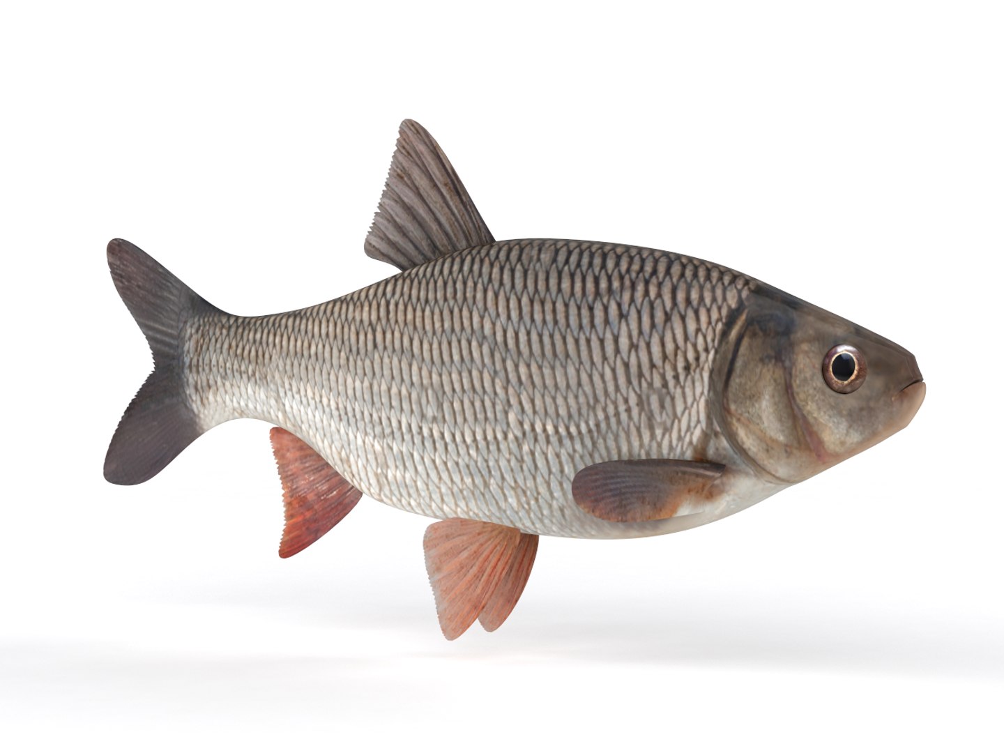 Freshwater Fish 3D Model - TurboSquid 1632057