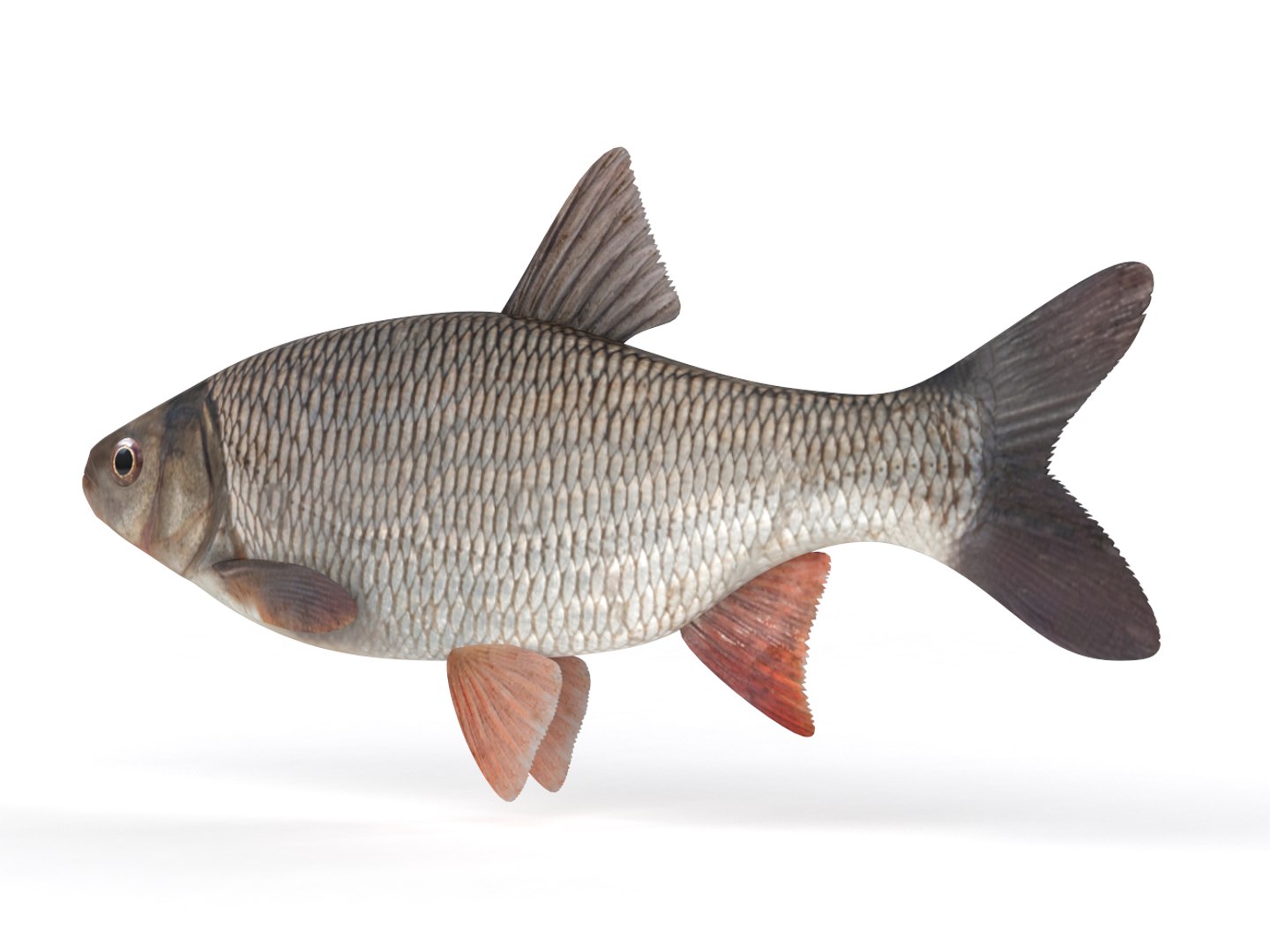 Freshwater Fish 3D Model - TurboSquid 1632057