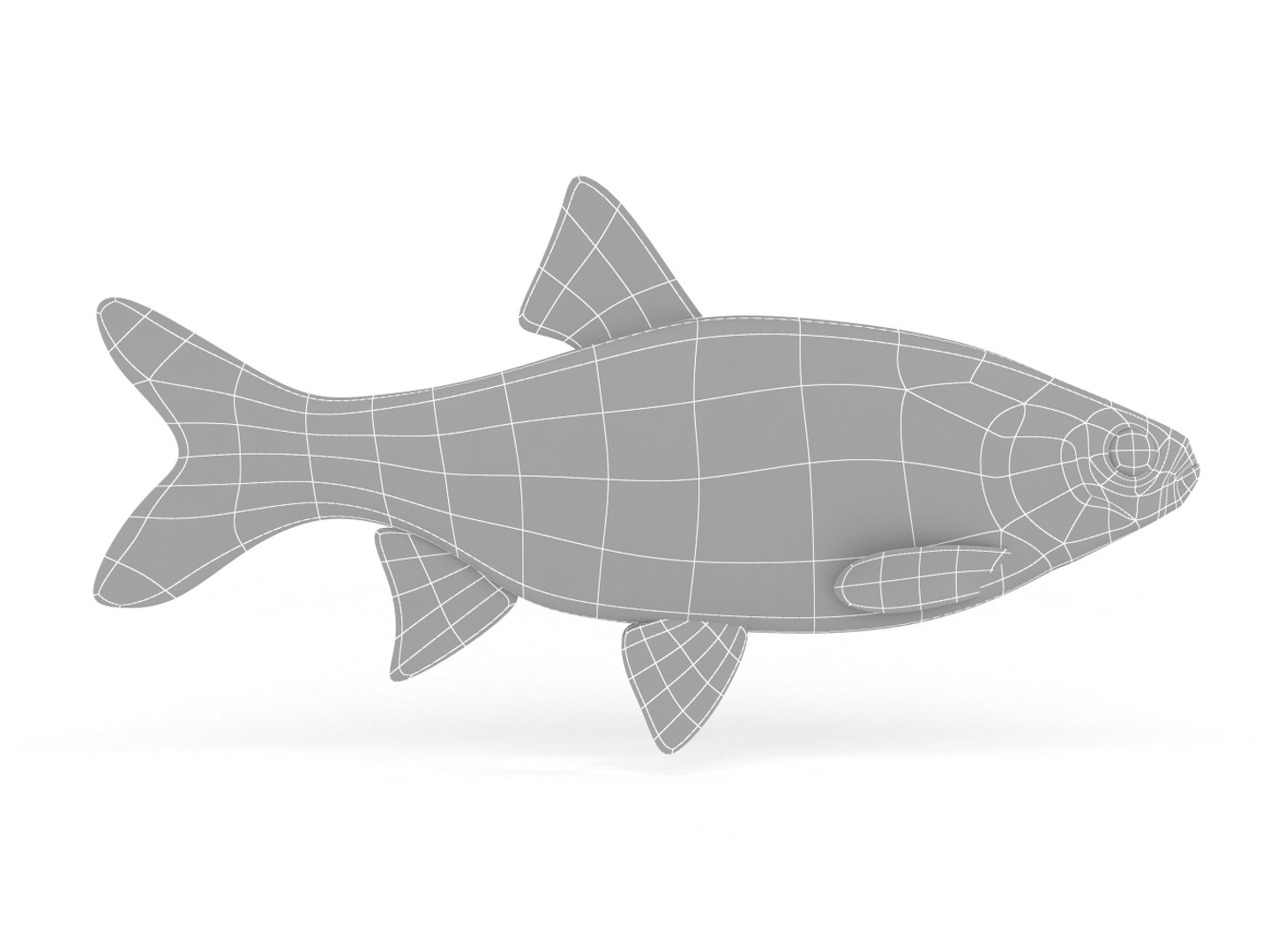 Freshwater Fish 3D Model - TurboSquid 1632057