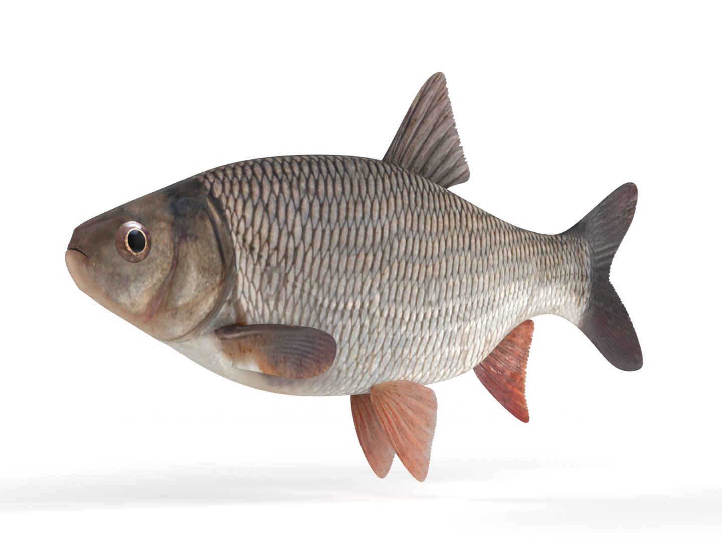 Freshwater Fish 3D Model - TurboSquid 1632057