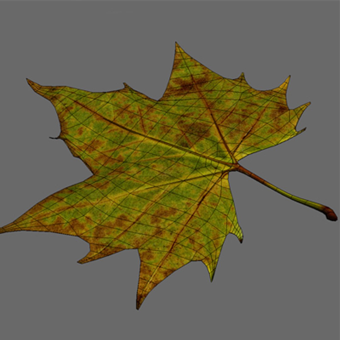 max fallen leaf