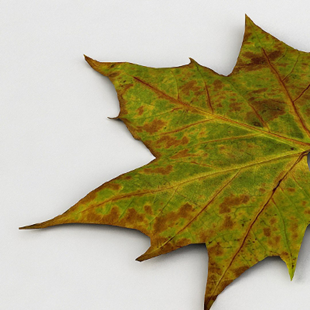 max fallen leaf