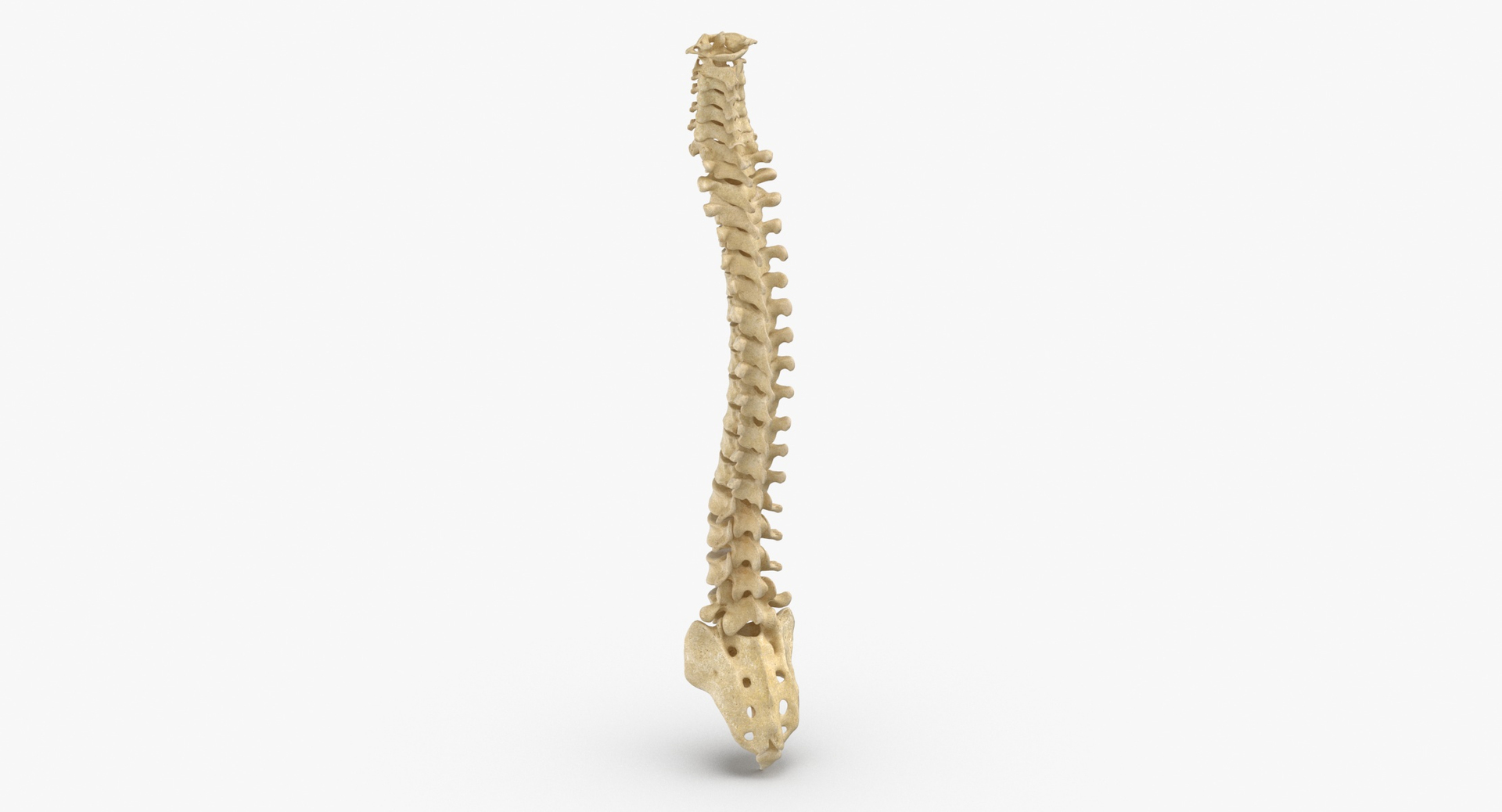 3D Human Spine 01 Model - TurboSquid 1602439