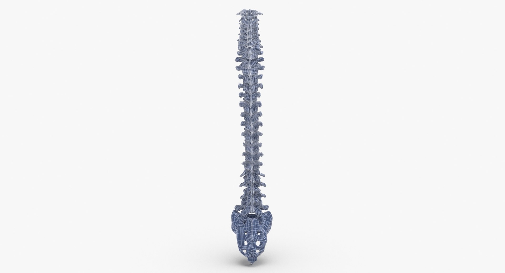 3D human spine 01 model - TurboSquid 1602439