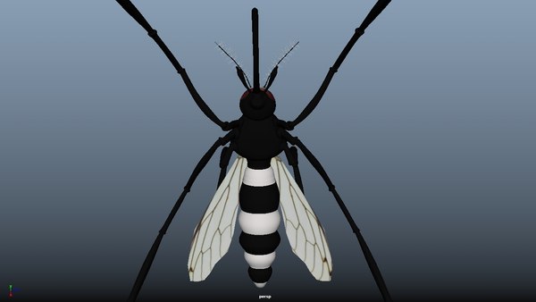 3d 3ds mosquito culex pipiens