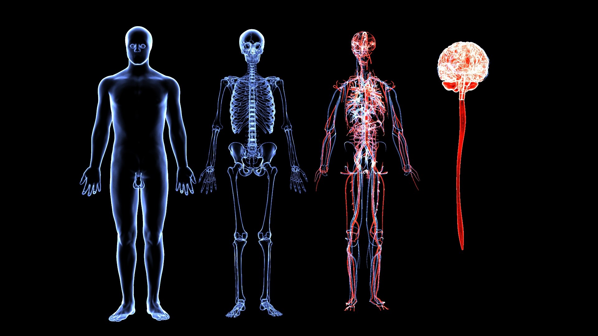 3D Brain Arteries And Veins Model - TurboSquid 1833401