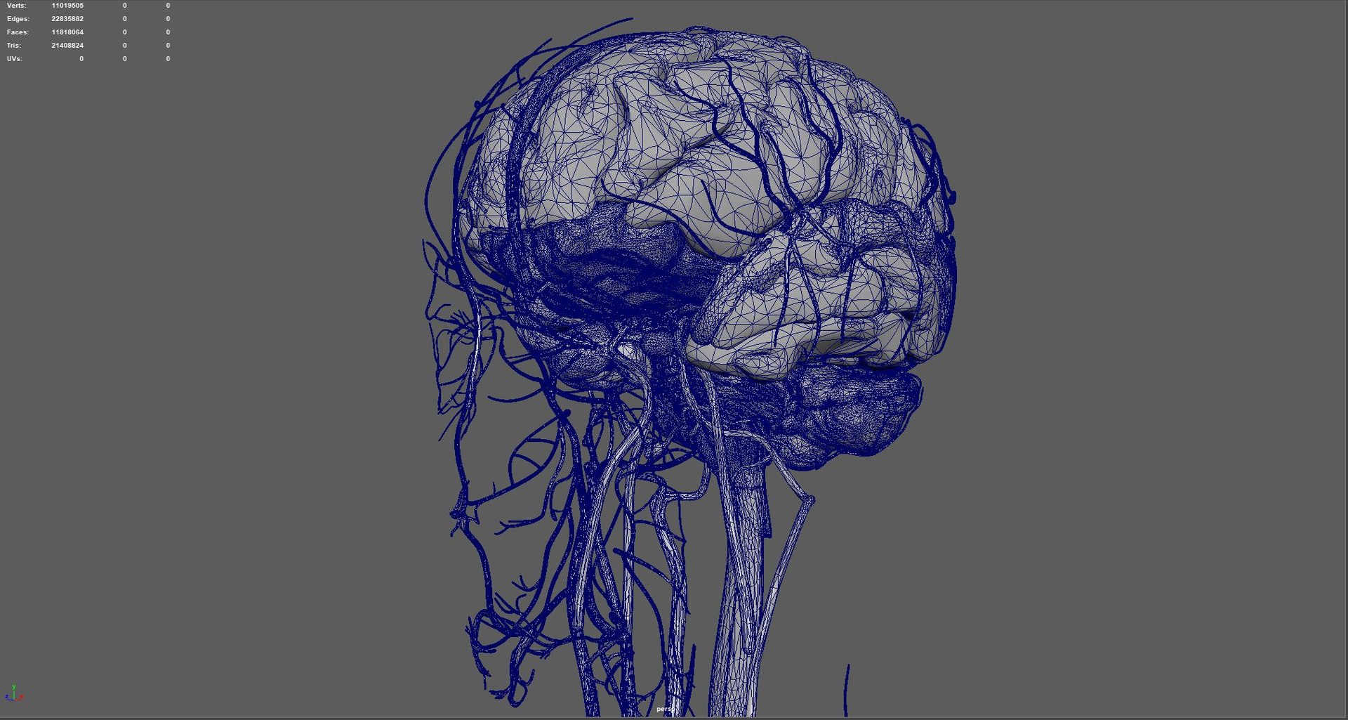 3D Brain Arteries And Veins Model - TurboSquid 1833401
