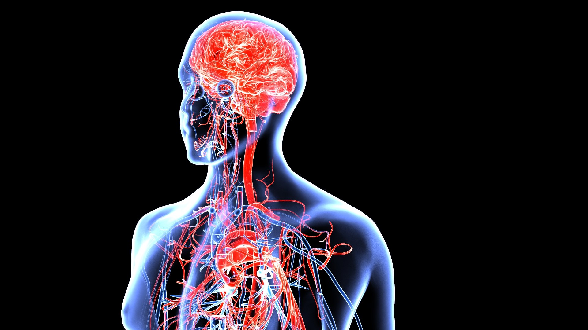 3D Brain Arteries And Veins Model - TurboSquid 1833401