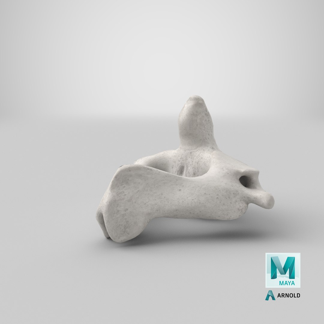 Cervical vertebrae c2 axis 3D model - TurboSquid 1574022
