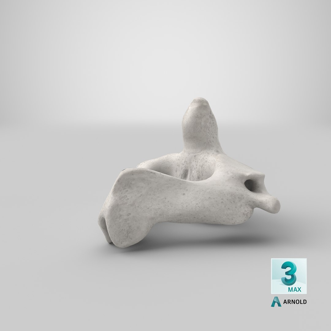 Cervical Vertebrae C2 Axis 3D Model - TurboSquid 1574022