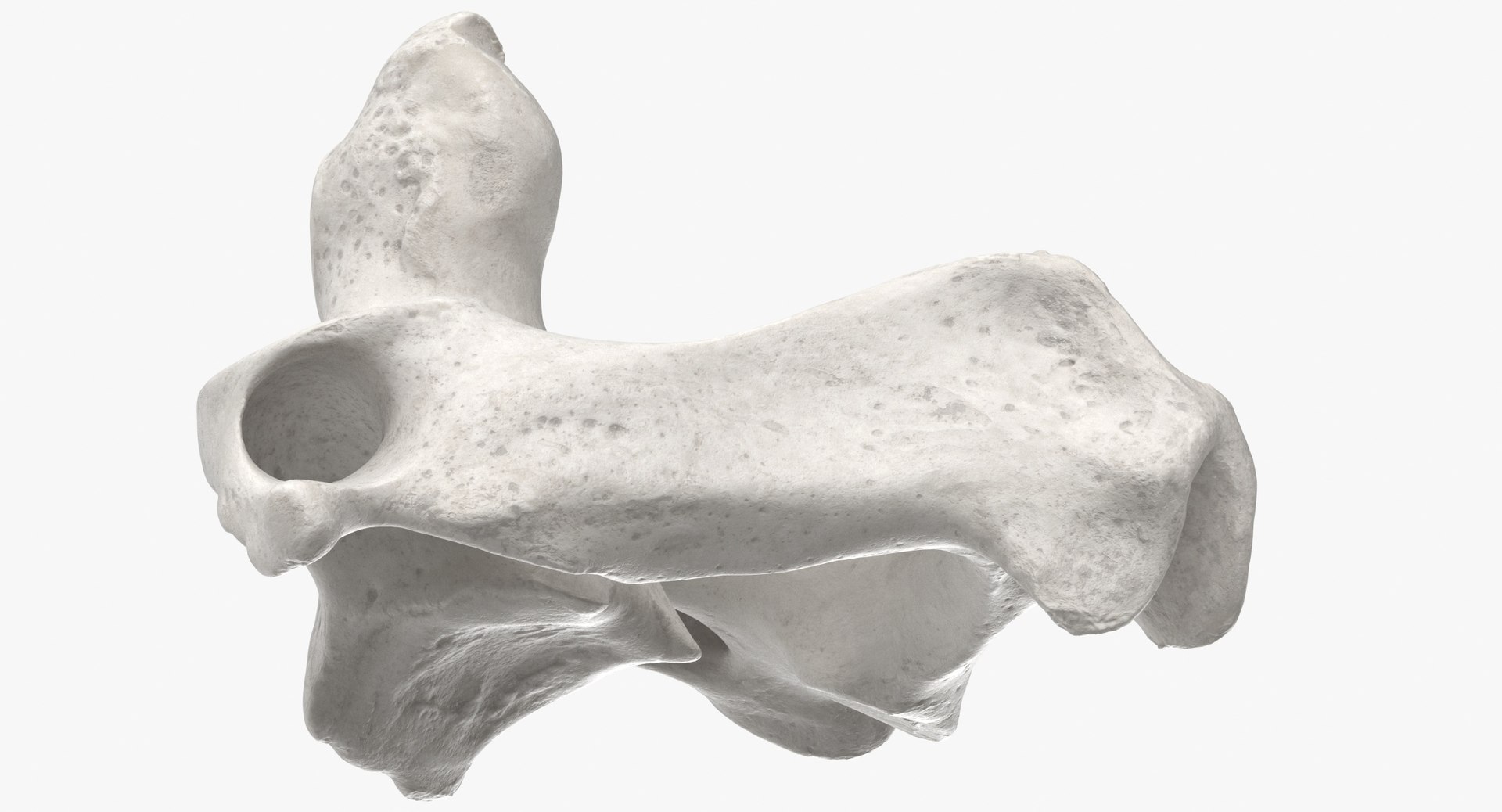 Cervical Vertebrae C2 Axis 3D Model - TurboSquid 1574022