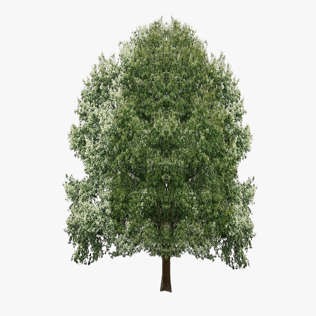 3d Model Oak Tree