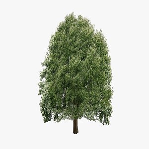 Oak Tree 3D Models for Download | TurboSquid