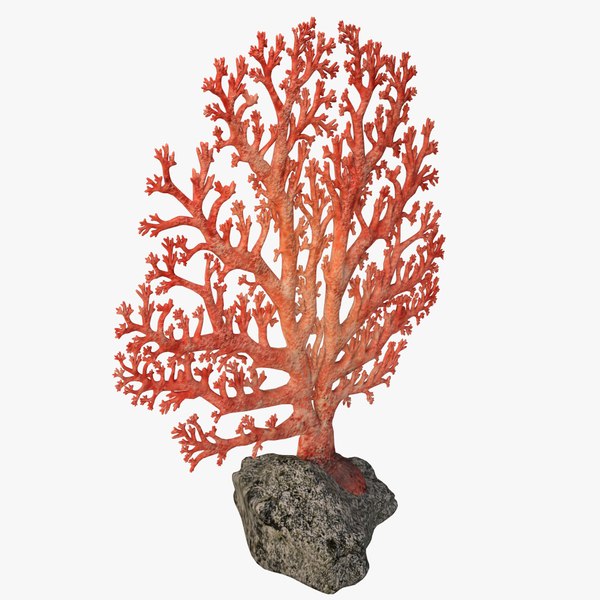 Coral Reef 3D Models for Download | TurboSquid
