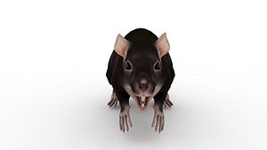 Animated 3D Rat Models | TurboSquid