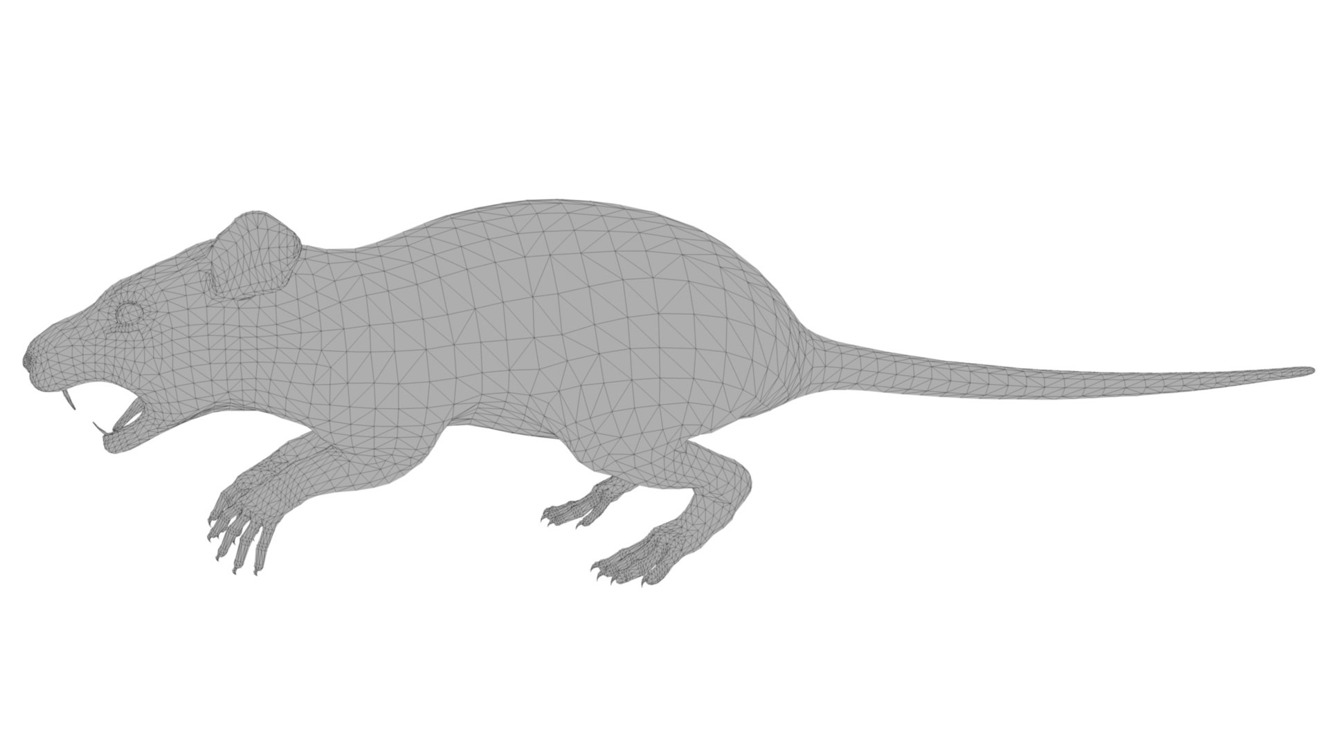 3D Black Rat Model - TurboSquid 2023521