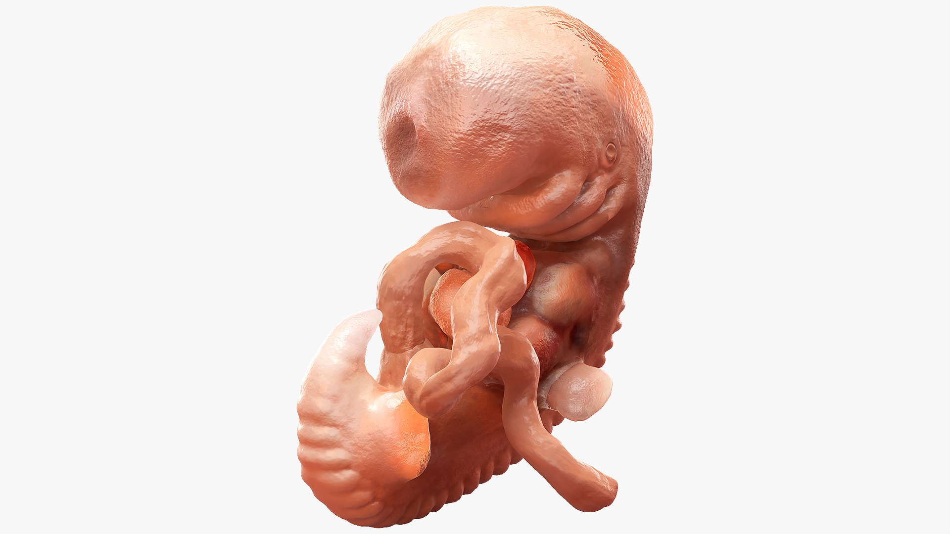 Trimester Human Embryos 3D Model - TurboSquid 1691150