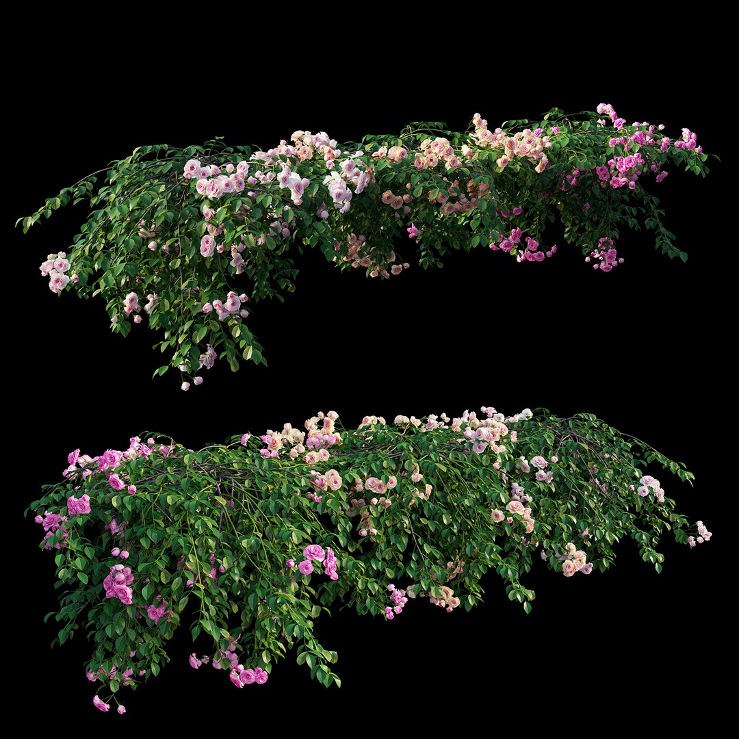 3D Rose Plant Set 30 - TurboSquid 1604052