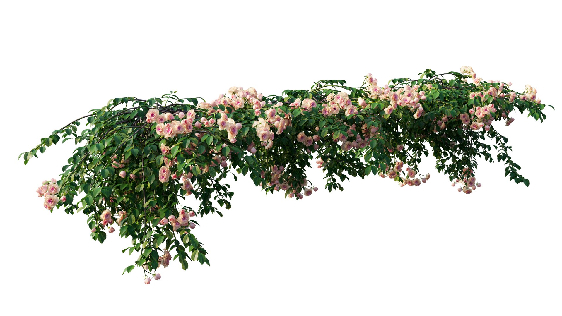 3D Rose Plant Set 30 - TurboSquid 1604052