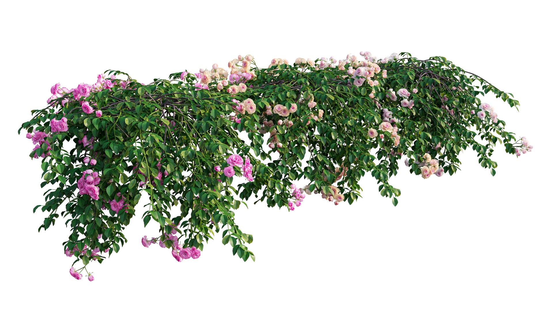 3D Rose Plant Set 30 - TurboSquid 1604052