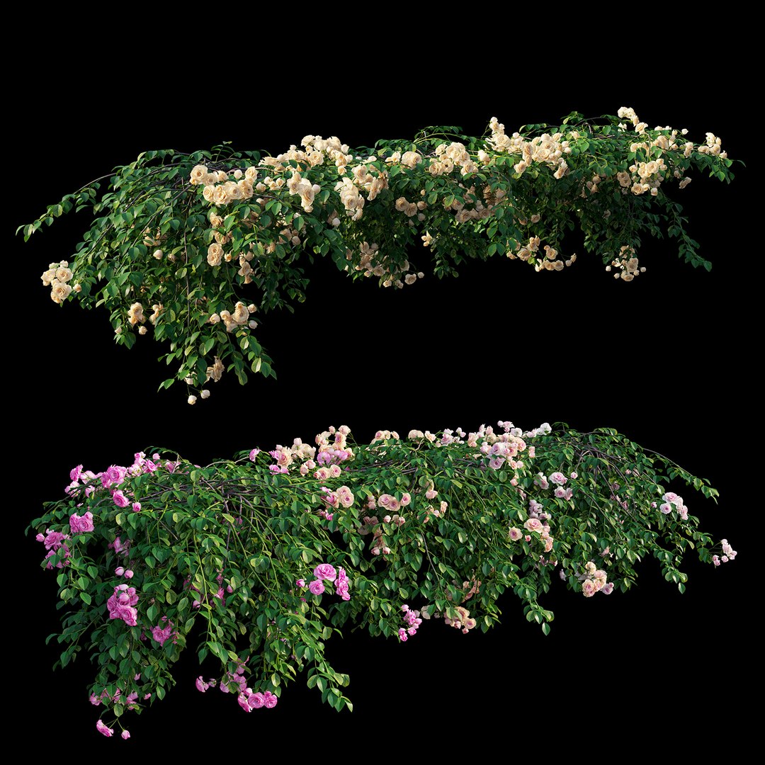3D Rose Plant Set 30 - TurboSquid 1604052