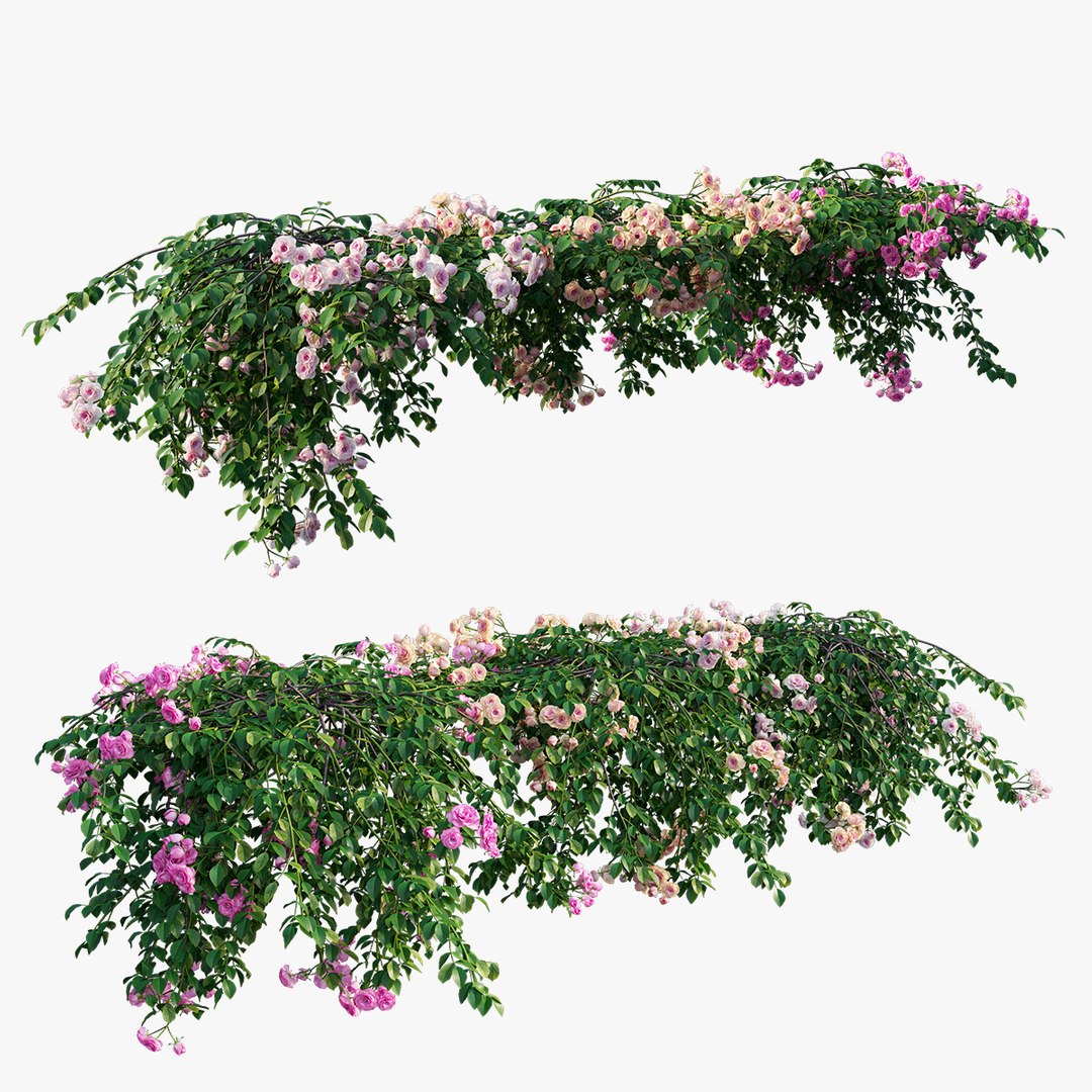 3D Rose Plant Set 30 - TurboSquid 1604052